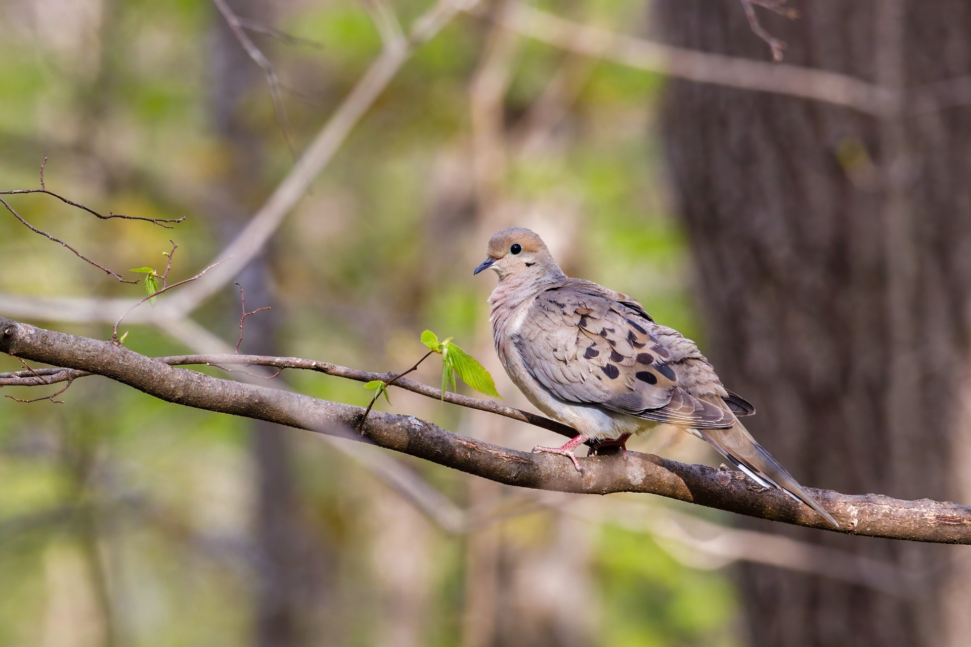 Facts About Mourning Doves DovesWorld facts-about-mourning-doves-dovesworld